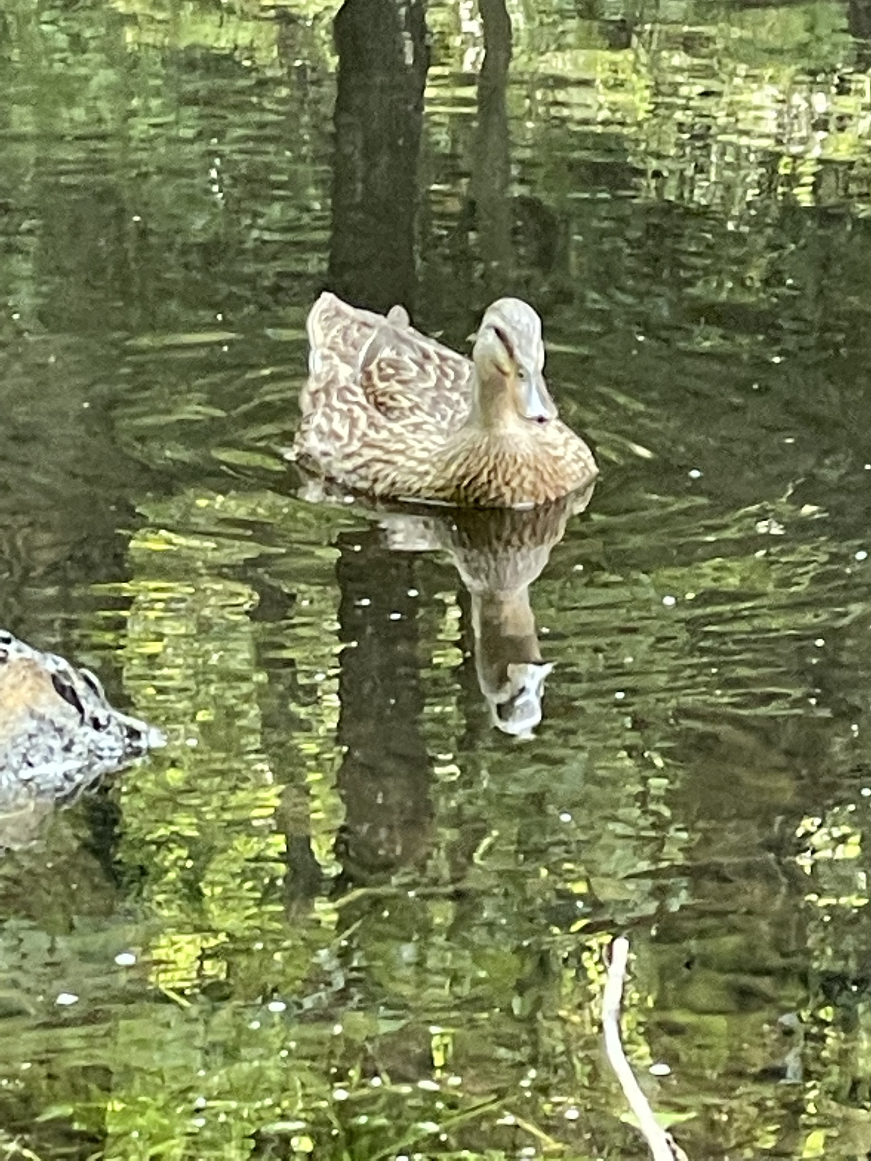 Duck Grief – Patti Wolf