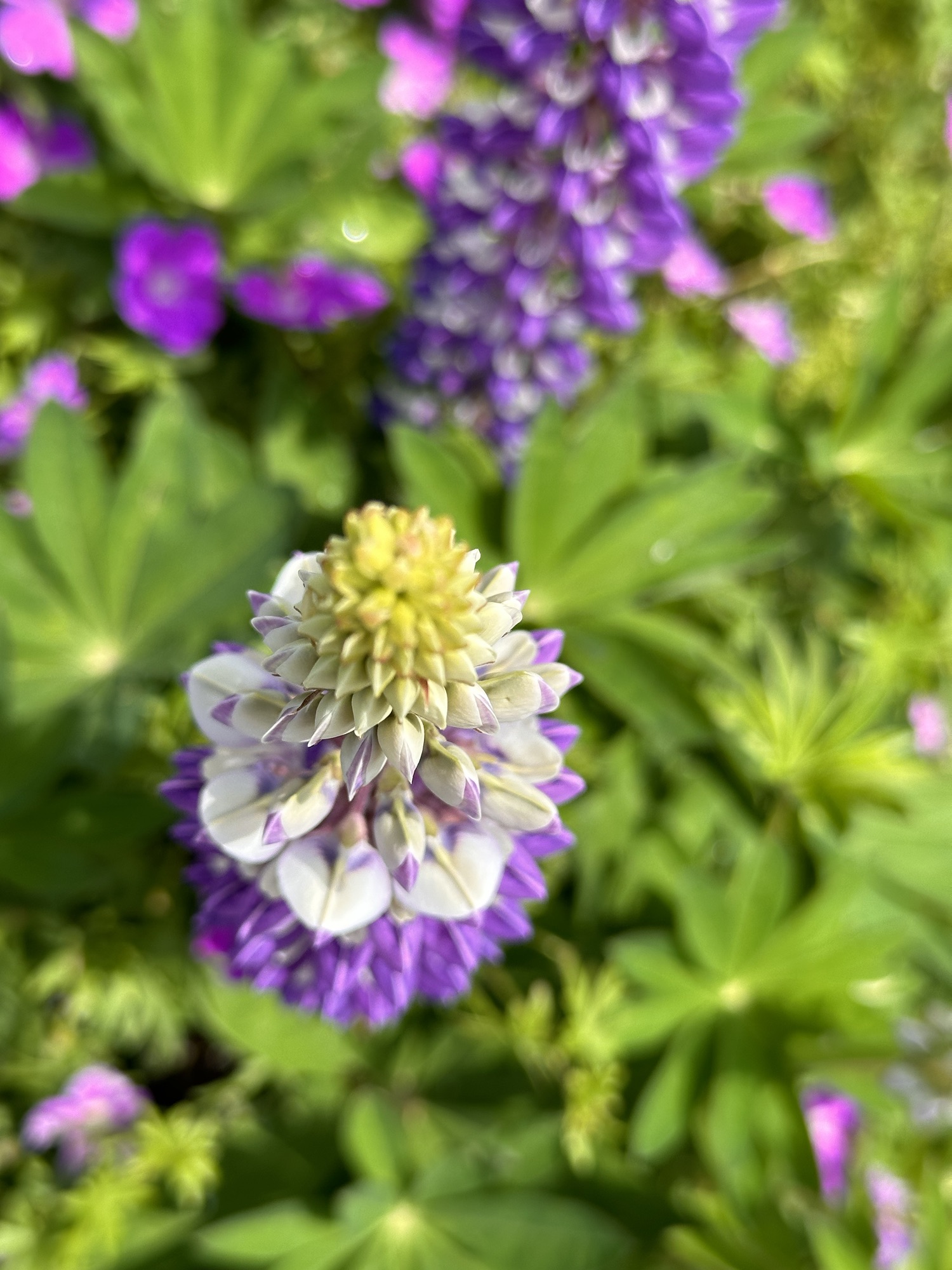 Patti Wolf’s June Newsletter – Patti Wolf